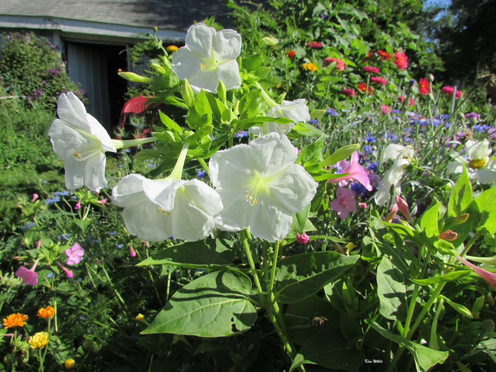 Gardening Granny's Gardening Pages: Four O'Clocks