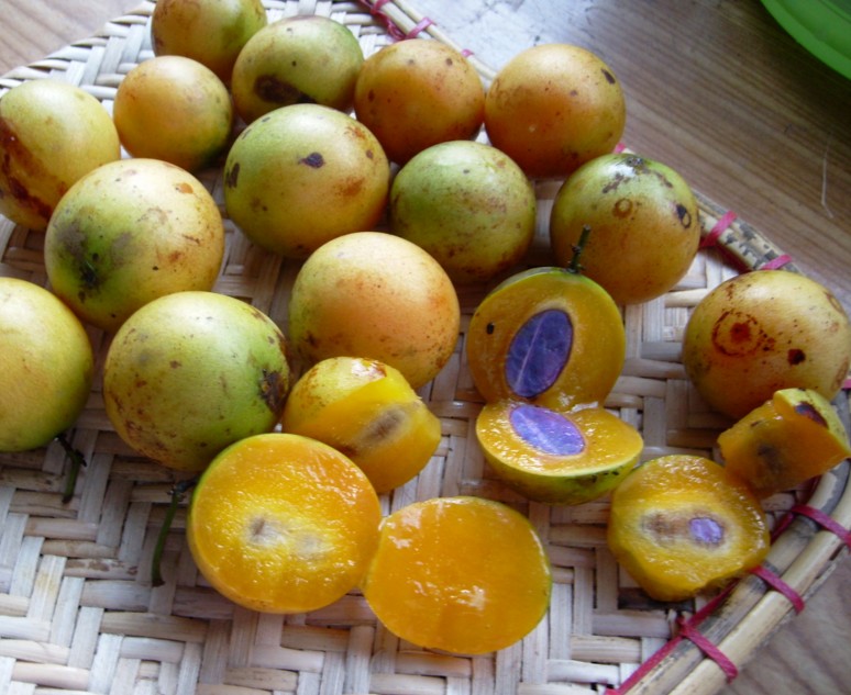 15 Health Benefits of Gandaria(Bouea macrophylla) ~ paperbuttercup