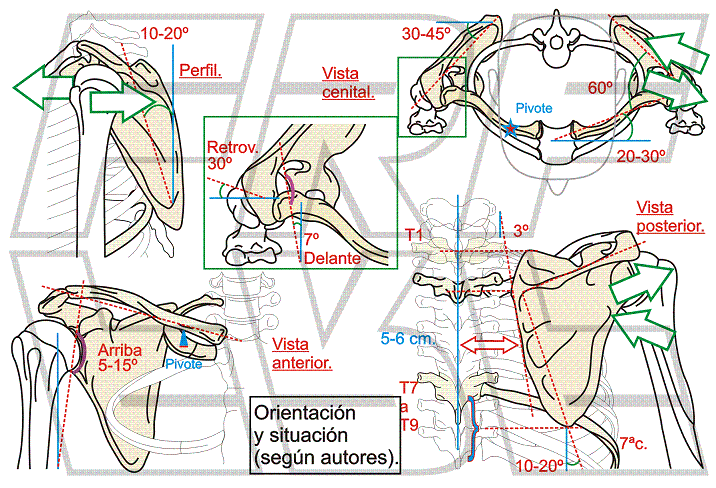 Fisioimágenes: Situación y orientación de la Escápula y de la Clavícula.
