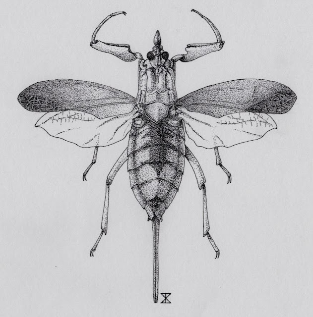 NATUURTEKENINGEN: Insecten tekenen in Nederland