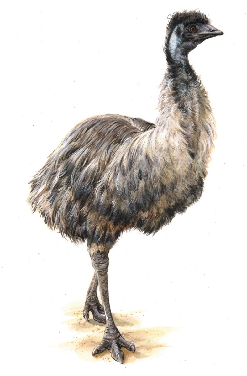 BHAVANI SANKAR EMU FARMS