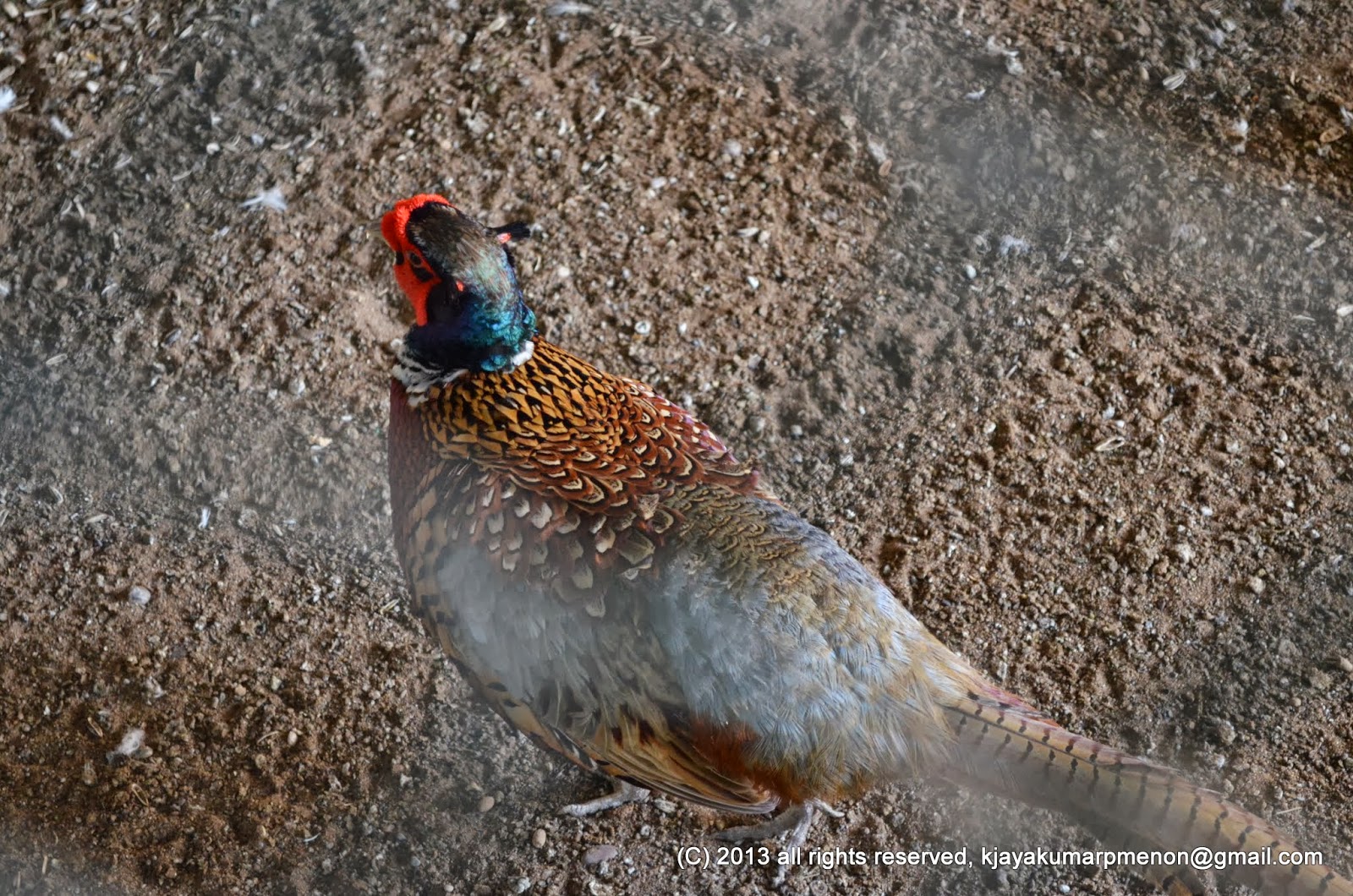 My Dreams and Journey: Animals at Noman Zoo, Oman