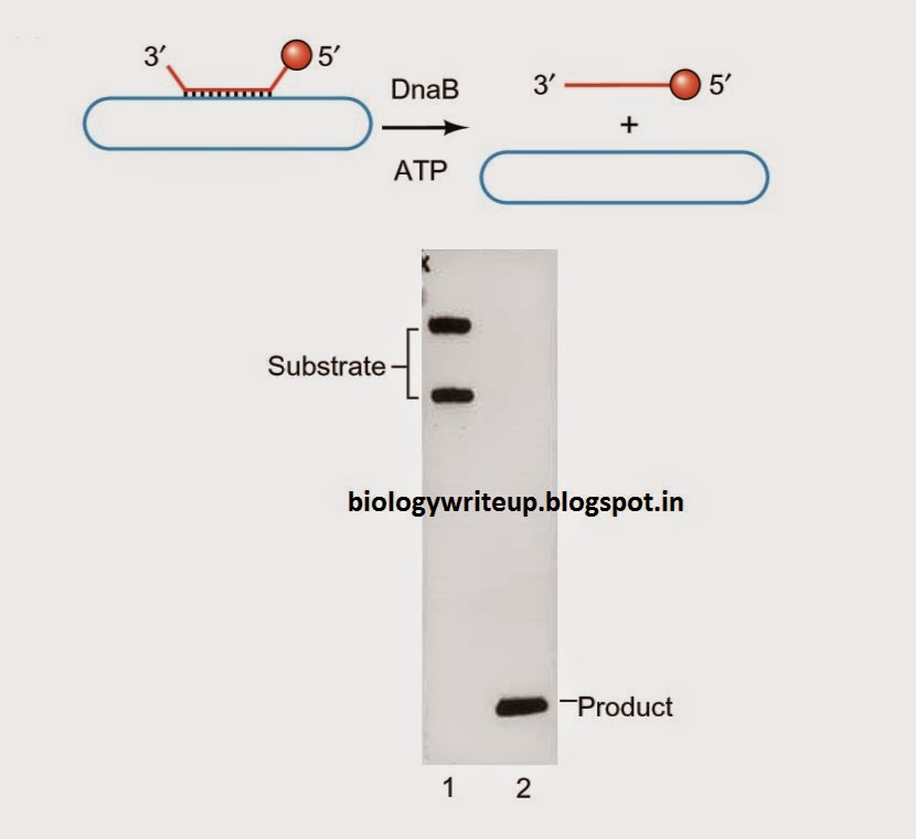 BIOLOGY WRITE-UP - BIOLOGY ARTICLES: DNA HELICASE ASSAY: Principle ... BIOLOGY WRITE-UP - BIOLOGY ARTICLES: DNA HELICASE ASSAY: Principle ...