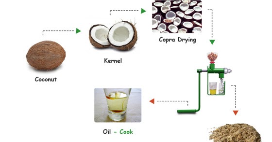 Travel To Health: Consuming a Whole Coconut for Better Health