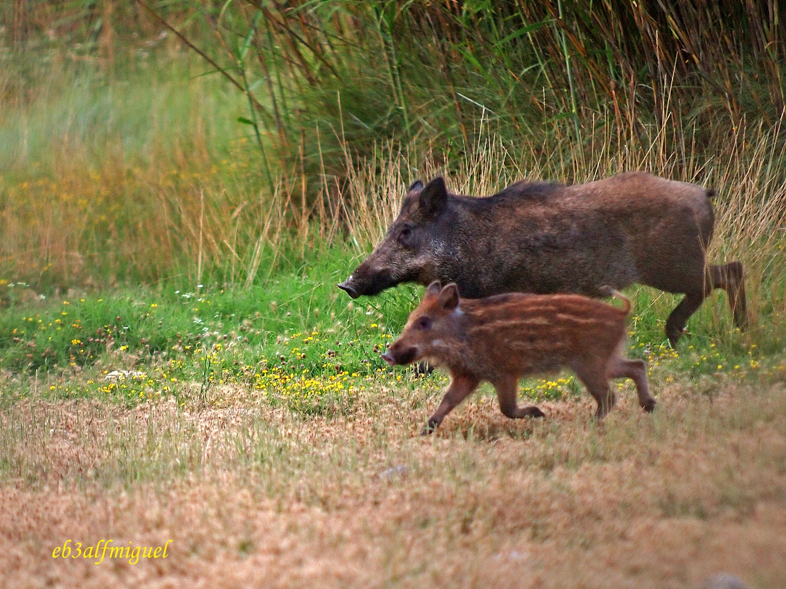 Miguel fotografia: Jabalí (Sus scrofa) en Lleida