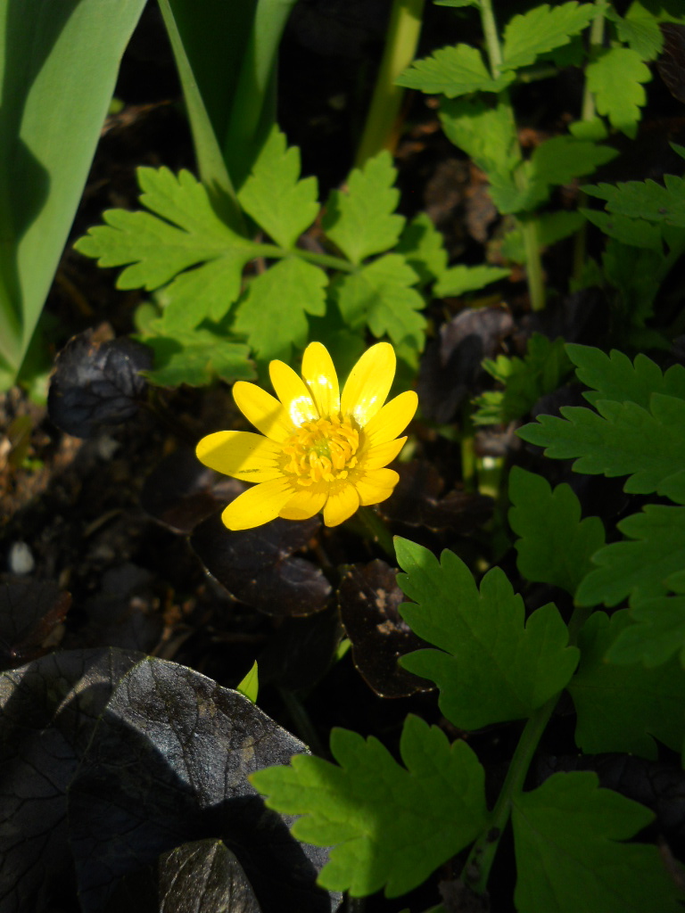 Anemone Times: Ranunculus ficaria
