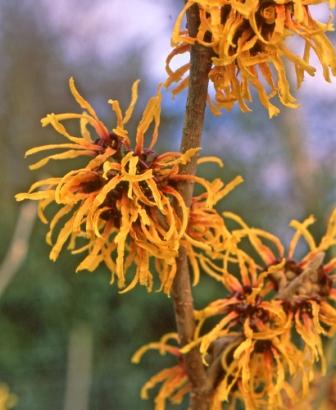 Andy McIndoe's Designer's Diary: Wonderful Witch Hazels