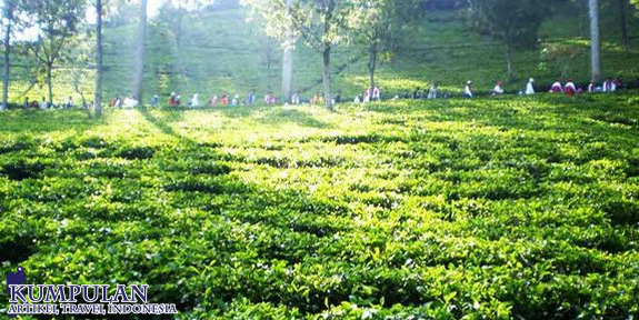 Mengunjungi Keindahan Panorama Agrowisata Kebun Teh Wonosari Malang