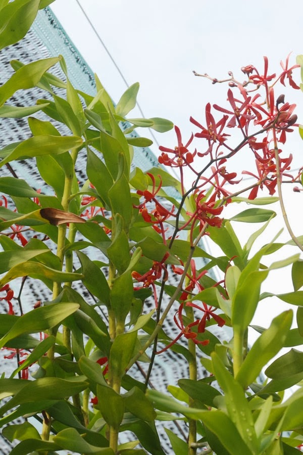 Mokara :: VƯỜN LAN SONG THẢO