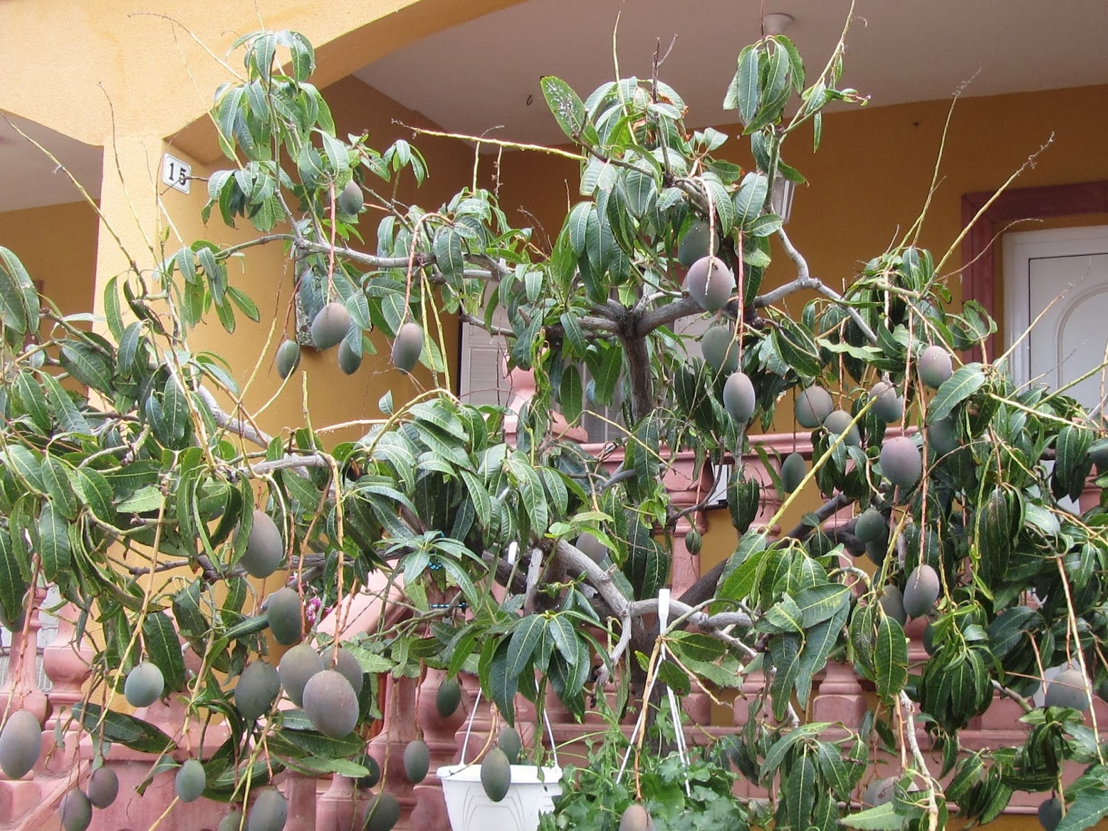 Come Coltivare il Mango (Mangifera indica) in Italia ? - Crescita e ...