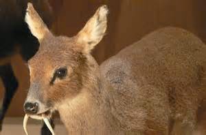 HodentekPlus: Fanged musk deer, near extinct, but not history