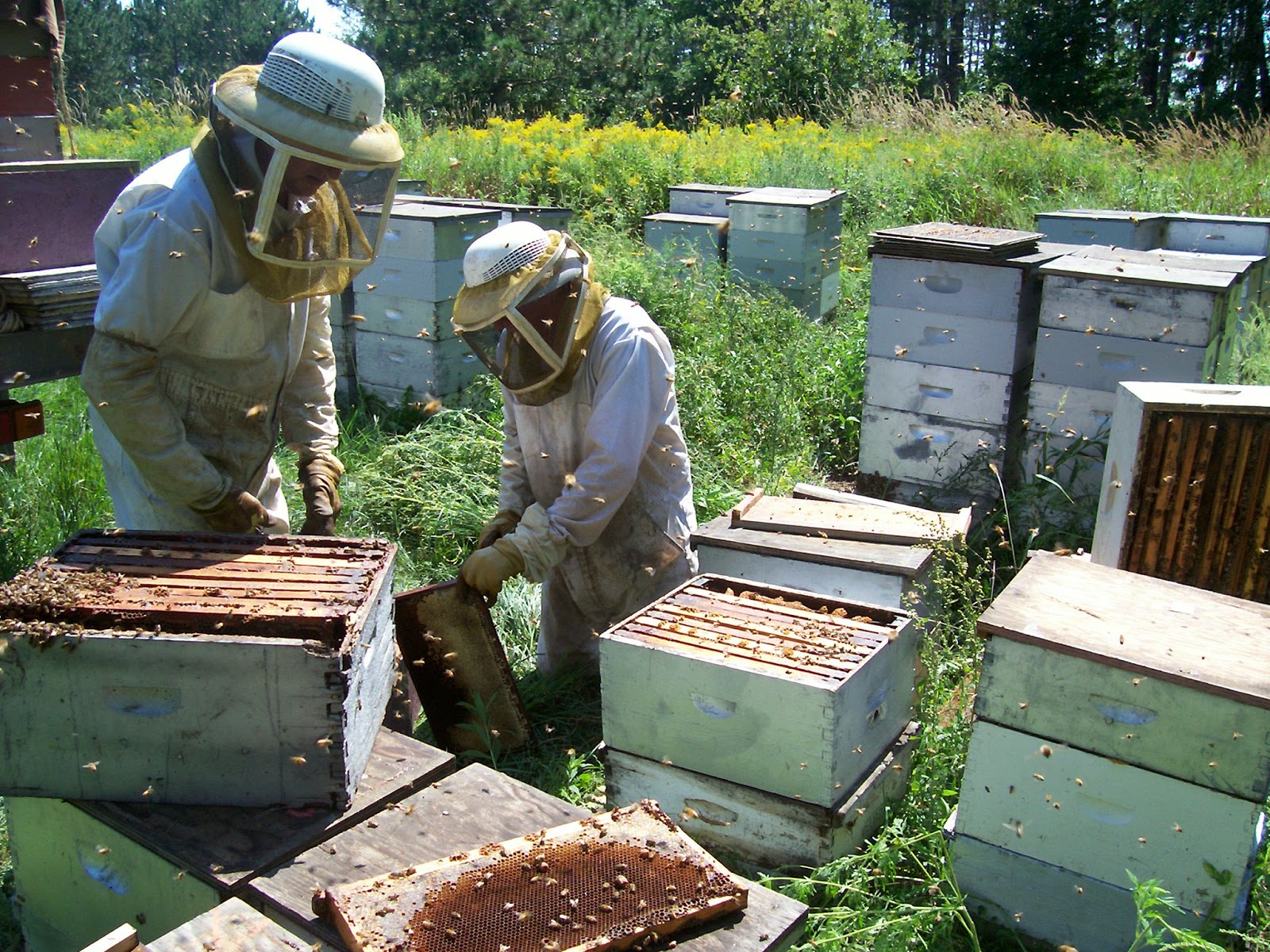 Musings on Beekeeping