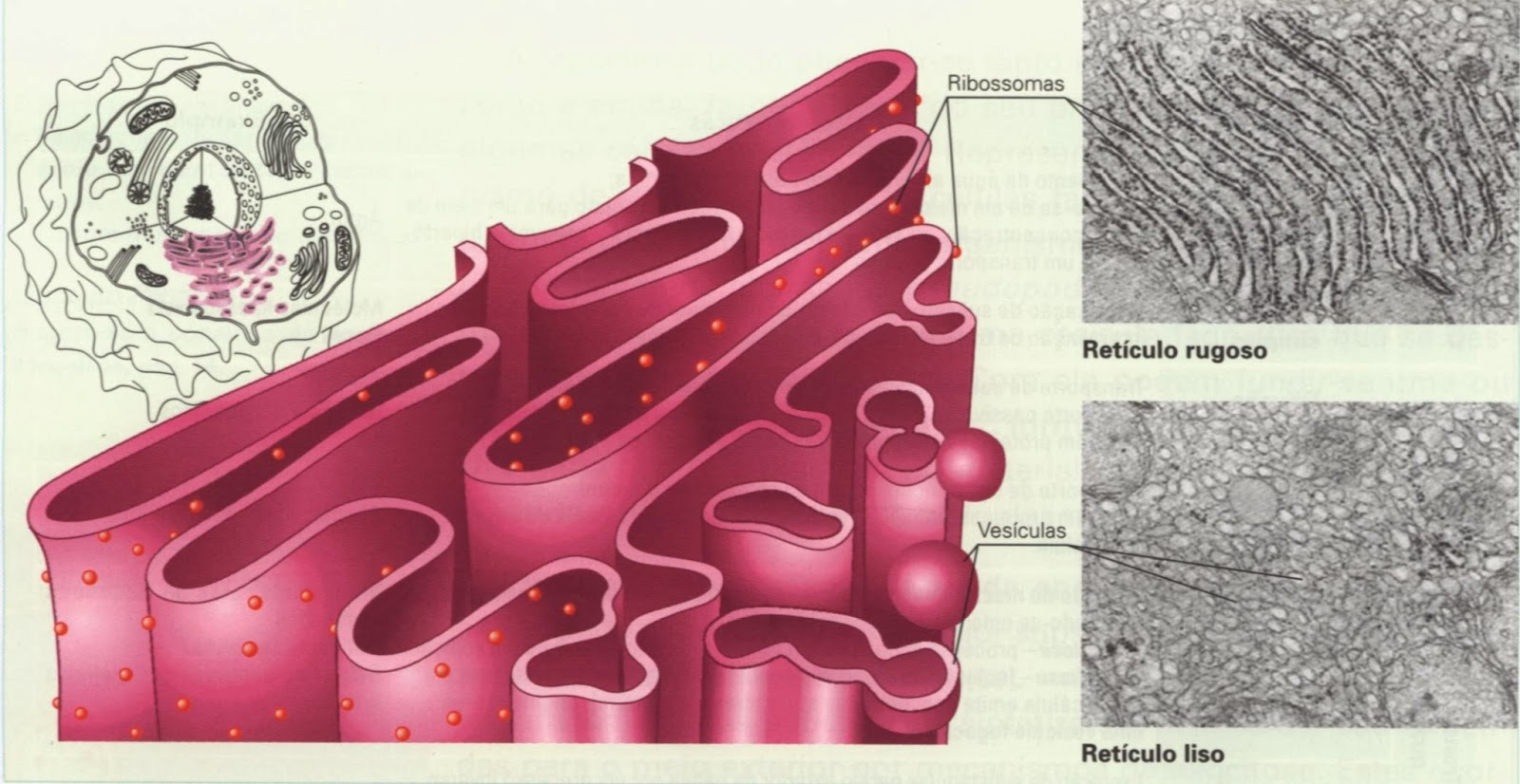BIOFLAGRANTES*: ORGANELAS CELULARES