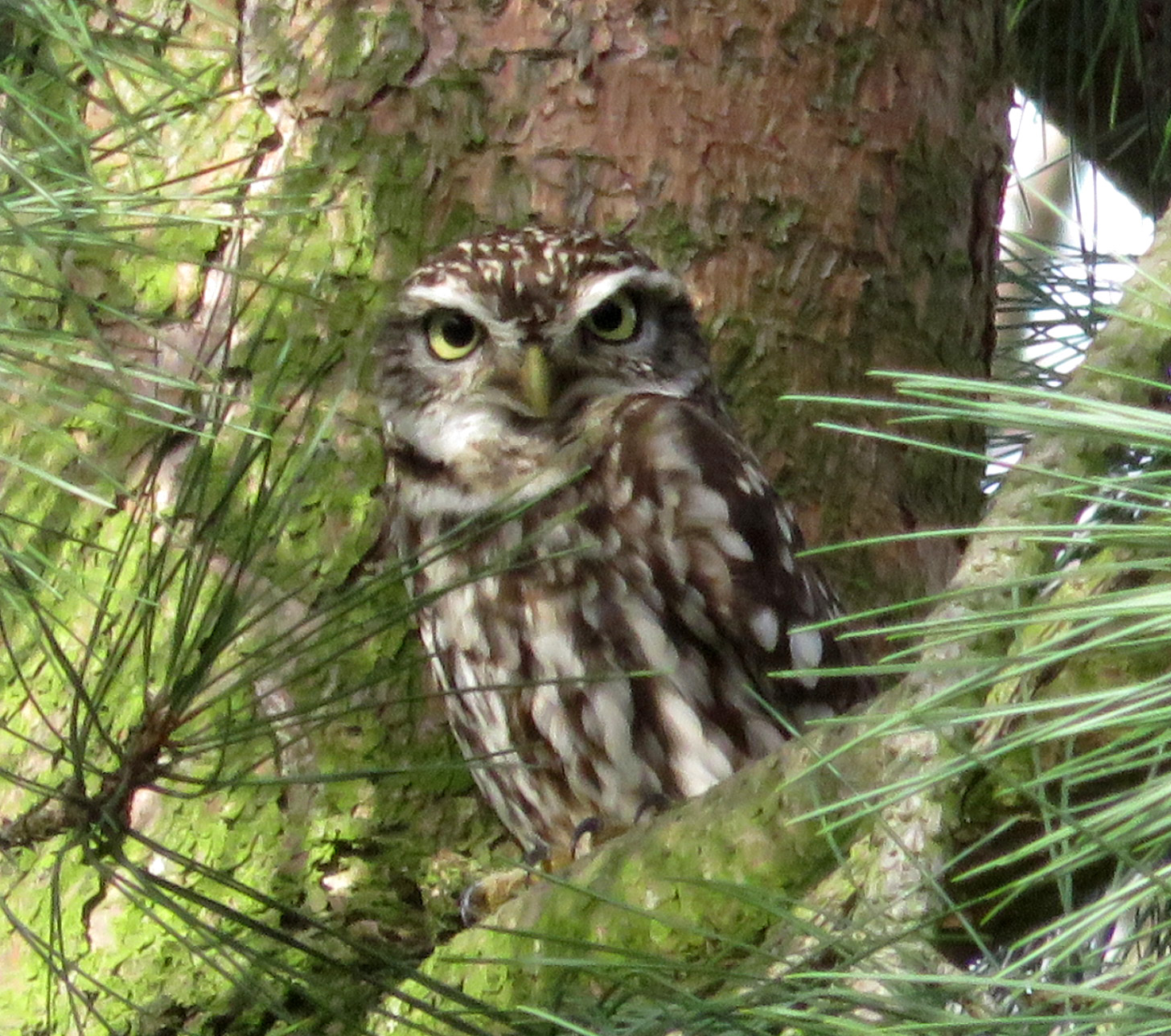 MERSEA WILDLIFE: SCOWLING OWL