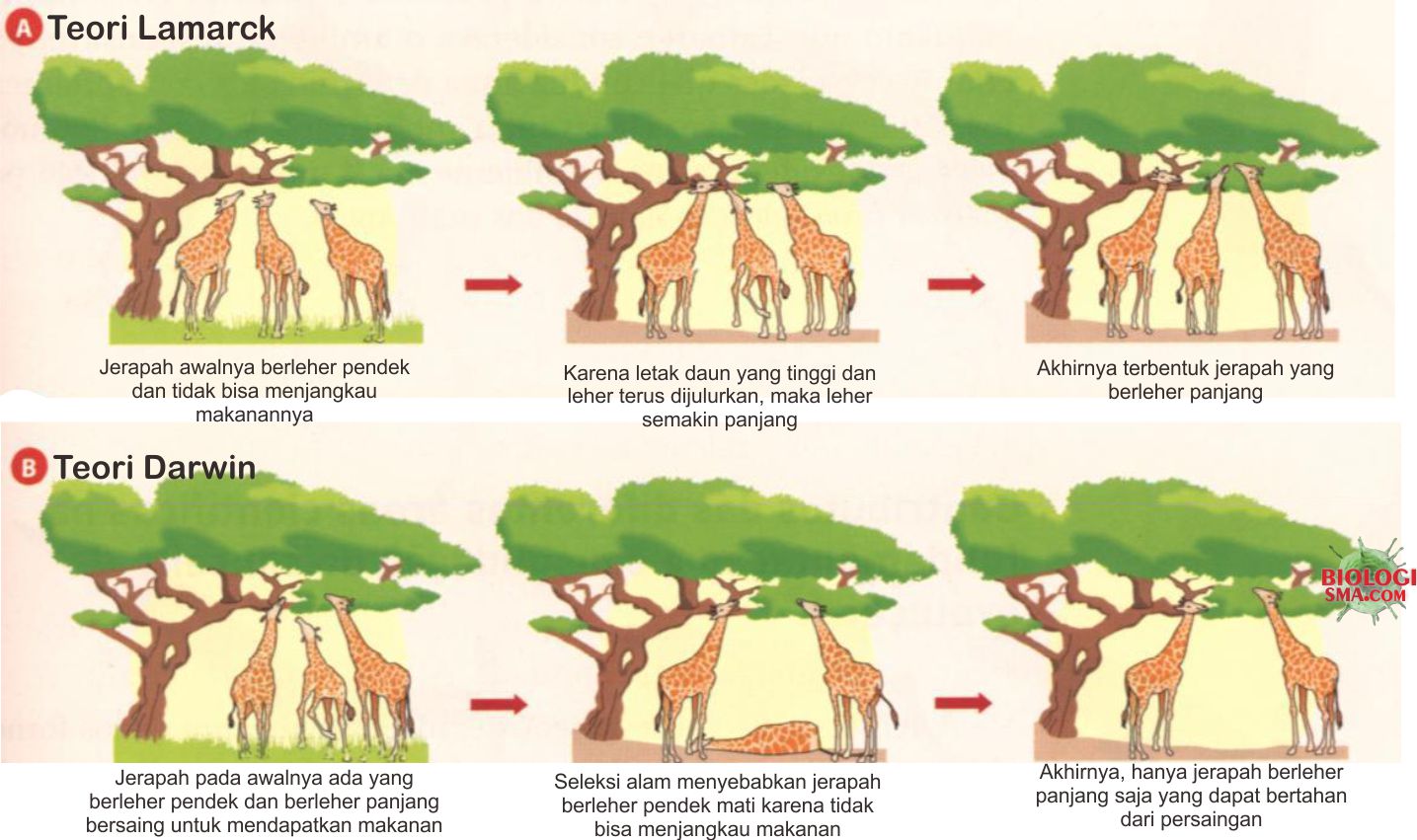 Teori Evolusi Darwin - Dunia Biologi