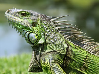 iguana.jpg