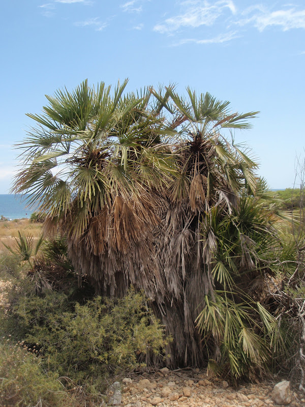 HERBARIO VIRTUAL DE BANYERES DE MARIOLA Y ALICANTE: Chamaerops humilis ...