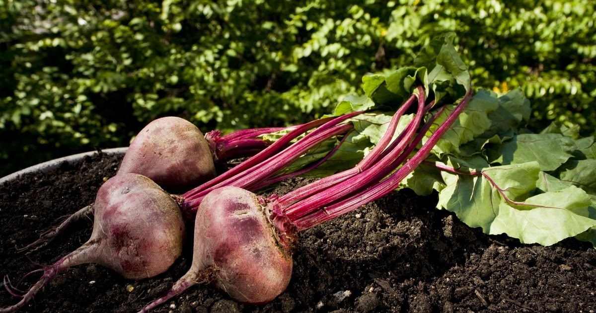 Polish Classic Cooking: Super Beets - Three Ways to Kick It Up