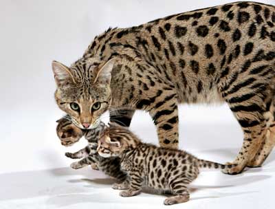 Cute Savannah Cats