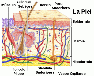 TODOMILI: LA IMPORTANCIA DE LOS SENTIDOS: … EL TACTO!.