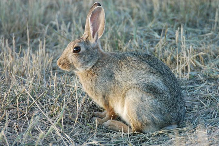 Compañeros de viaje: Conejo desértico (Sylvilagus audubonii)