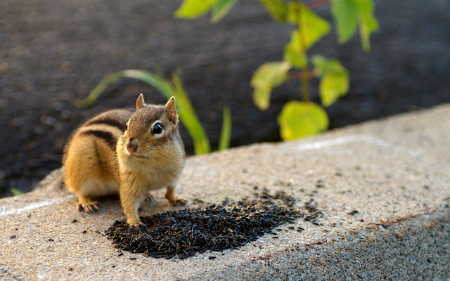 Chipmunk | The Biggest Animals Kingdom