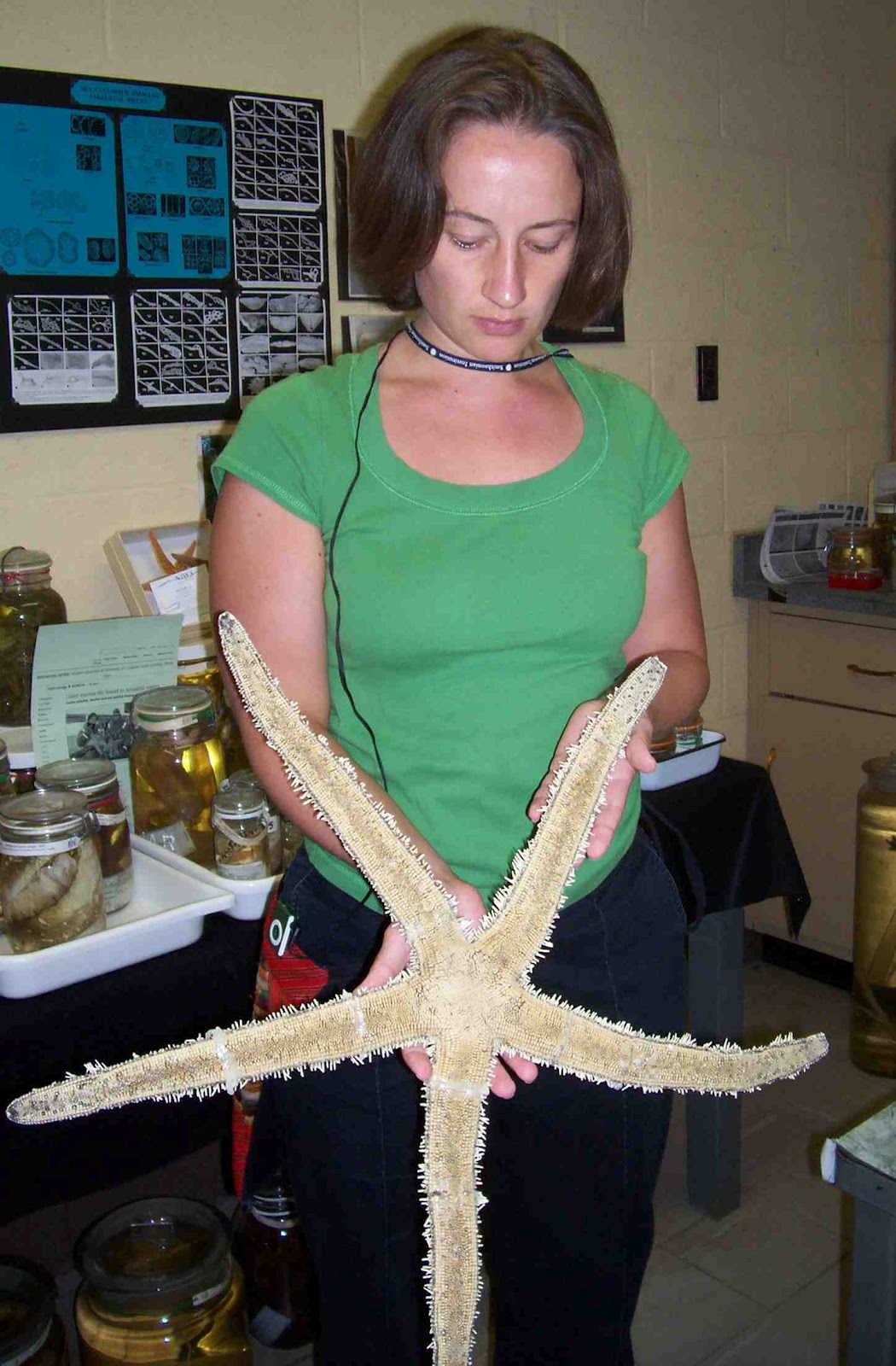 The Echinoblog: Sea Stars/Starfish/Estrella de Mar of the tropical East ...