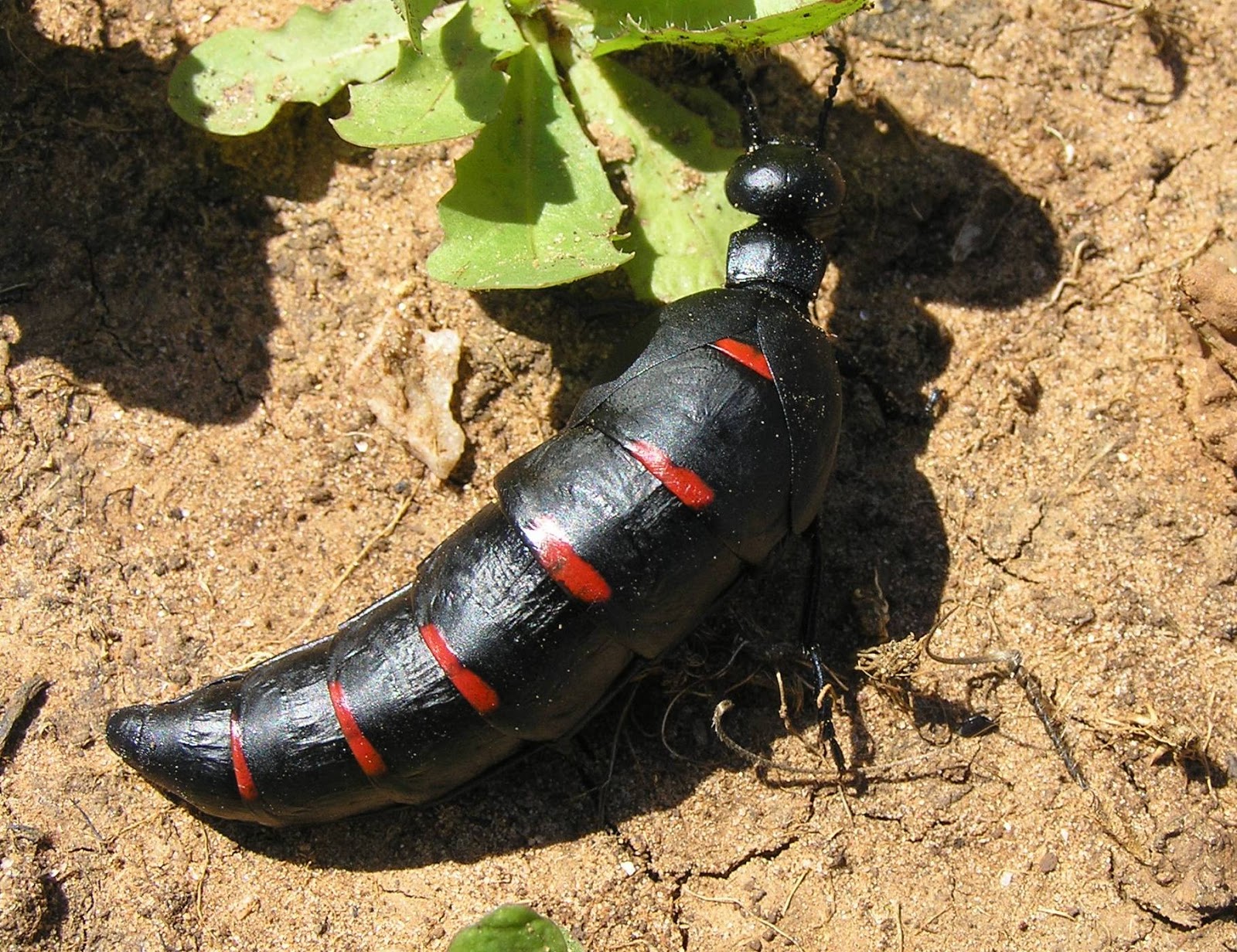 Alma biológica: Escarabajos aceiteros