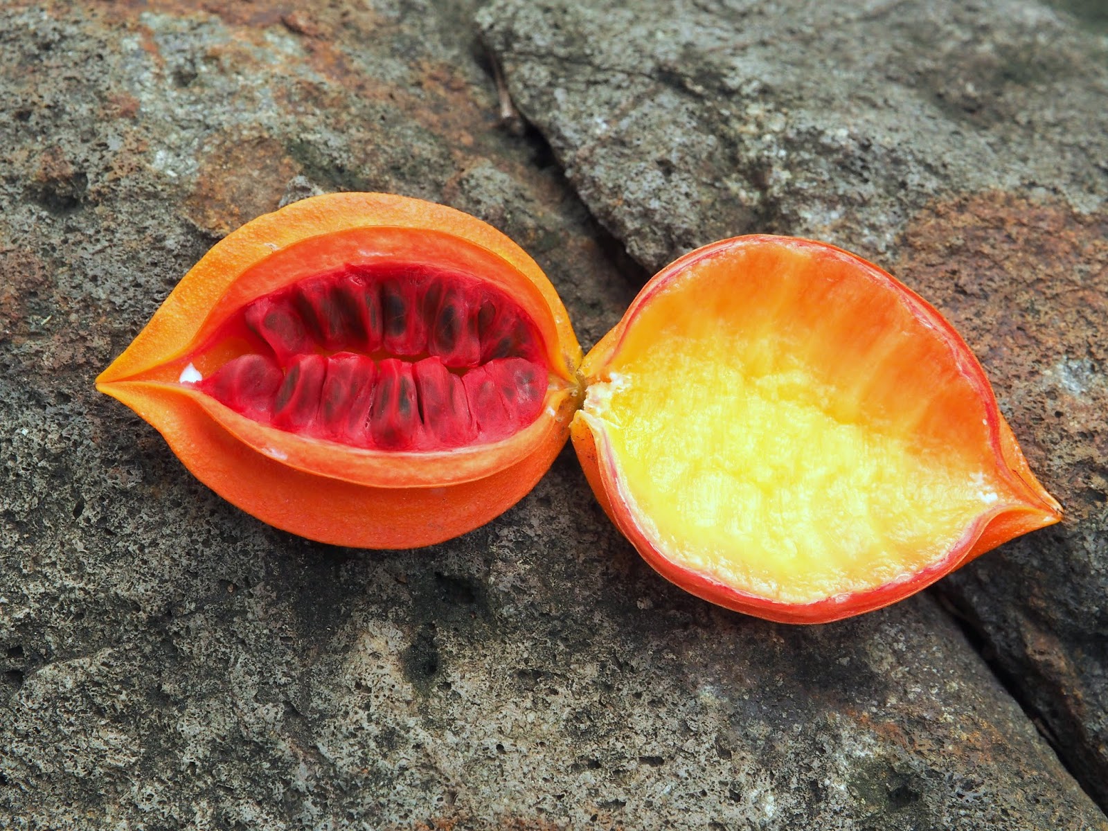 Pure Oxygen Generators: Endemic Plant Pandakaki