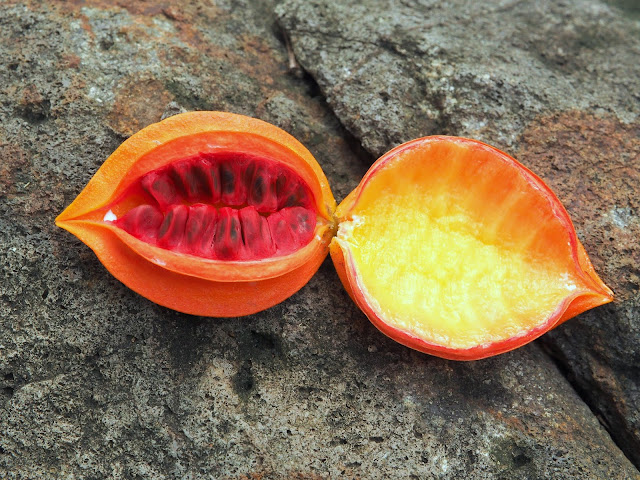 Pure Oxygen Generators: Endemic Plant Pandakaki