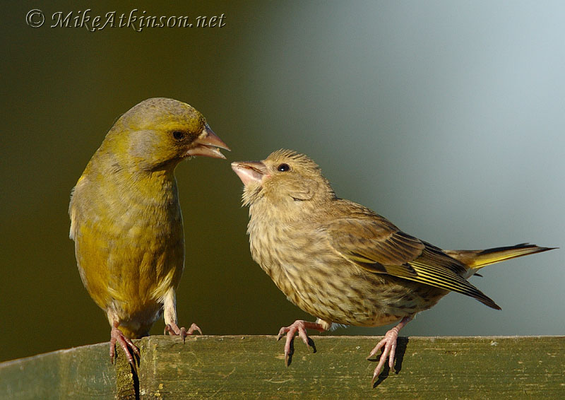 Filnore Woods Blog: Greenfinch fizz