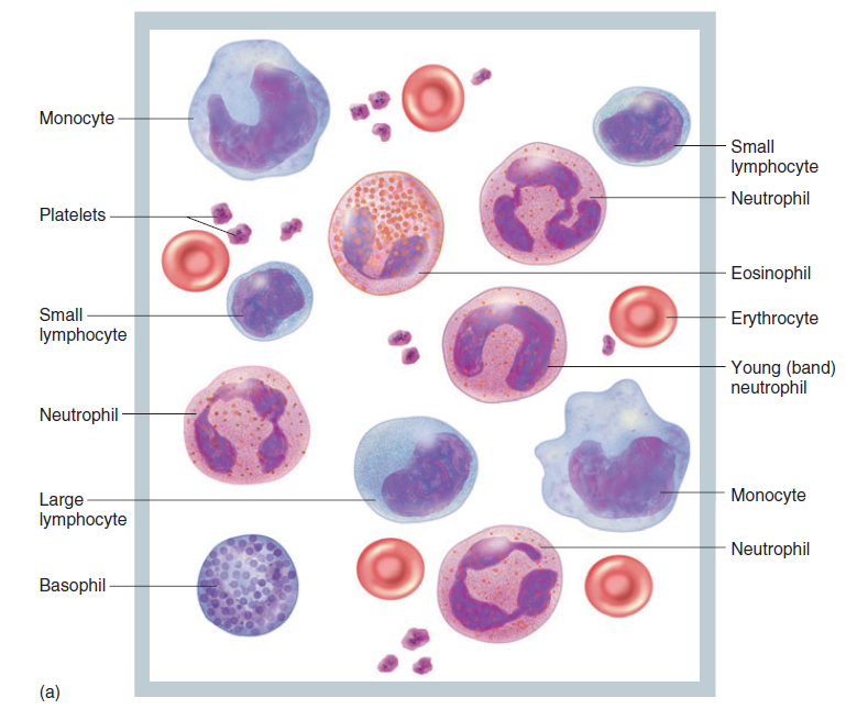CLASS BLOG BIO 202 CH 18 Blood ANSWER KEY