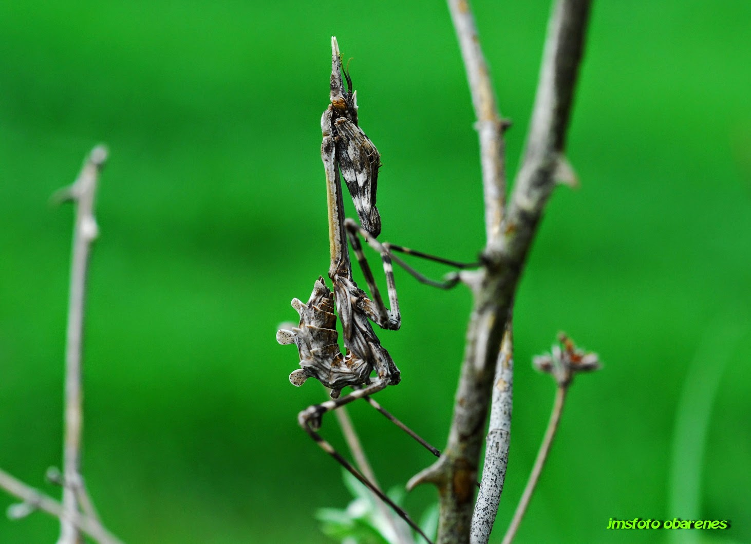 MONTES OBARENES ENTORNO Y VIDA: Mantis. Ninfa Empusa Pennata