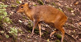 Roast muntjac with red wine, rosemary and redcurrant & mustard mash recipe