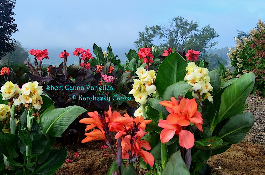 Karchesky Canna~Canna Blog: canna 'Pretoria' aka 'Bengal Tiger'