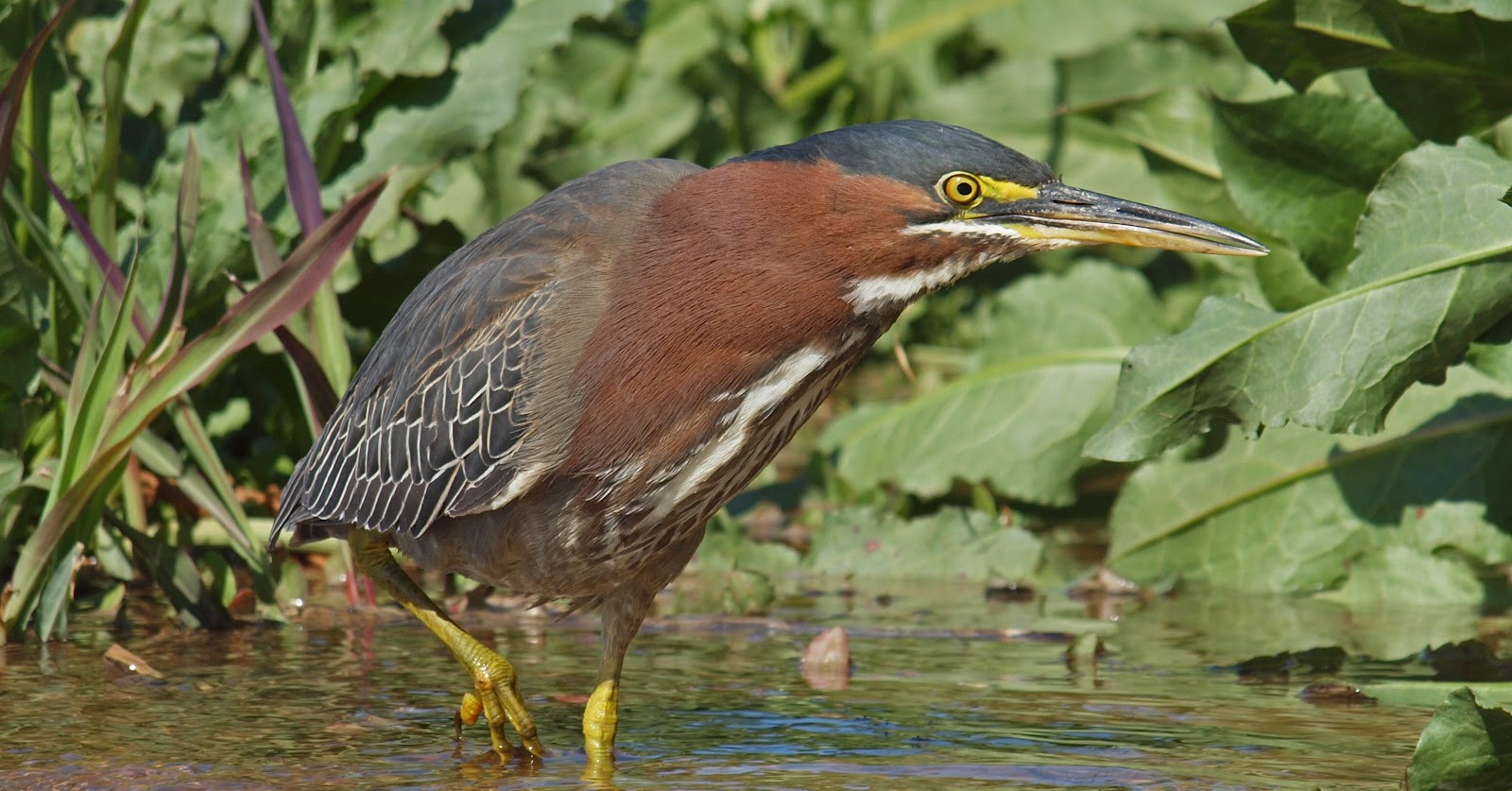 Birding Is Fun!: The Green Heron Experience