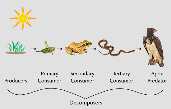 Predator, Parasitic & Saprophytic Food Chain With Examples