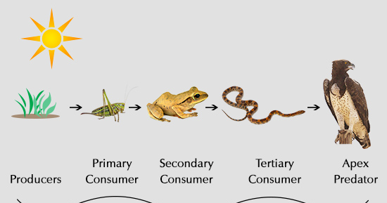 Predator, Parasitic & Saprophytic Food Chain With Examples