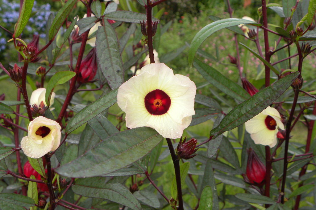 Ubobo Flowers: Rosella