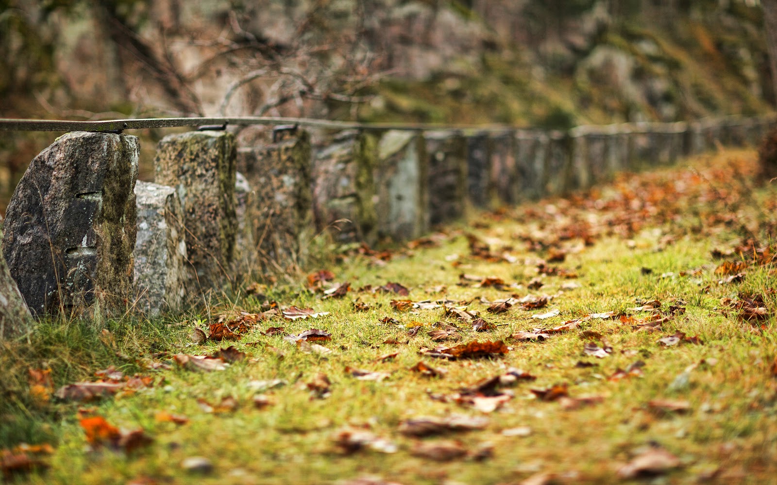 Top 41 Most Beautiful And Most Dashing GRASS Wallpapers In HD