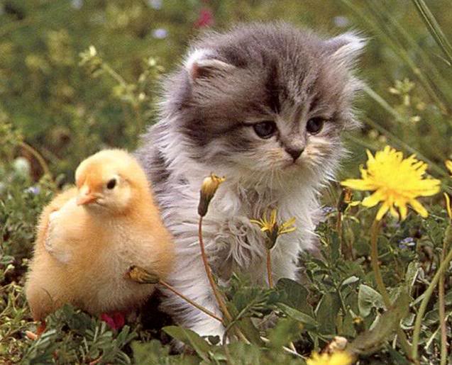 Ayam - Kucing | Miya Octovianti | Blog