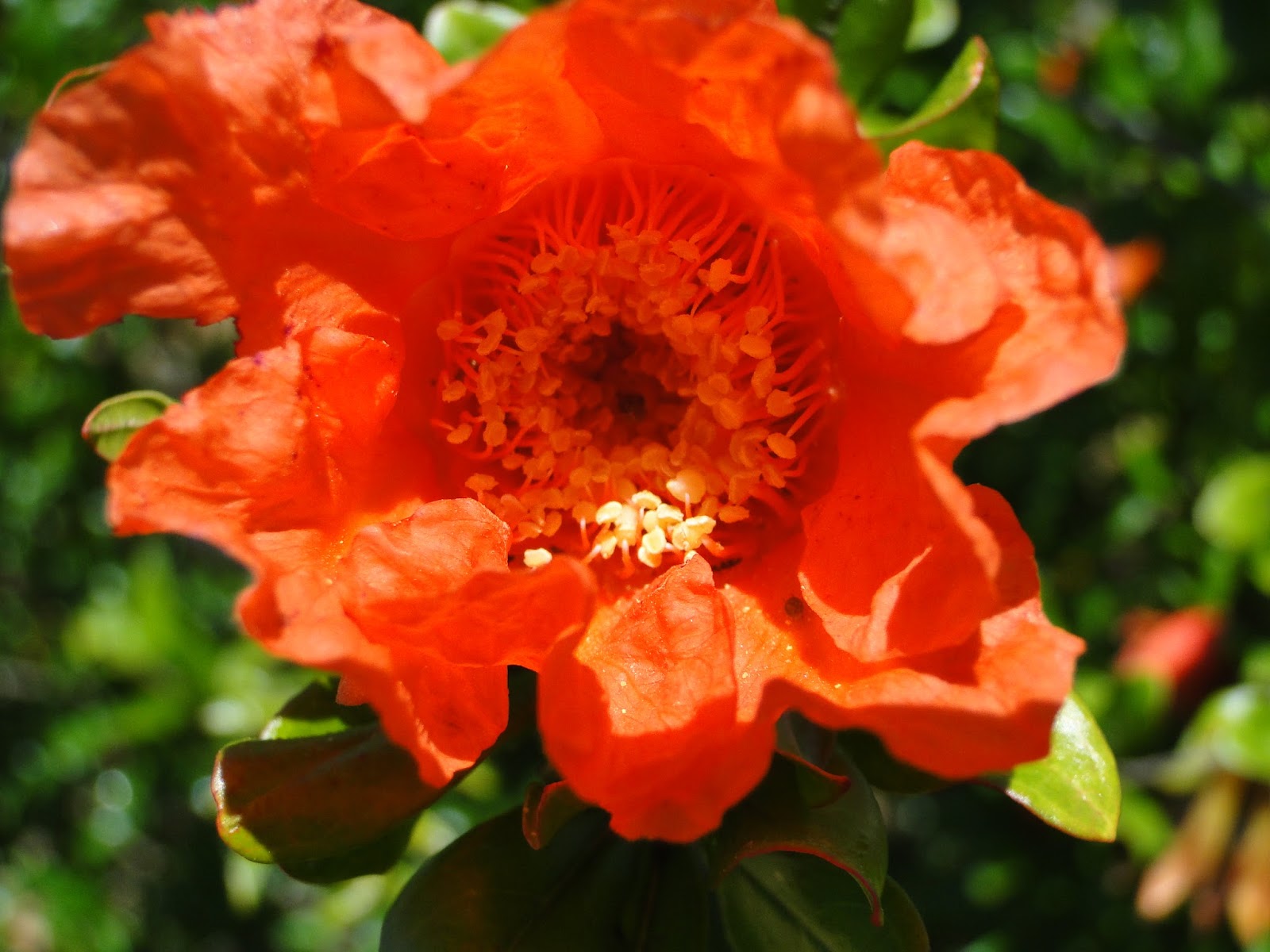 Punica granatum flower Morocco | Amazing Photos