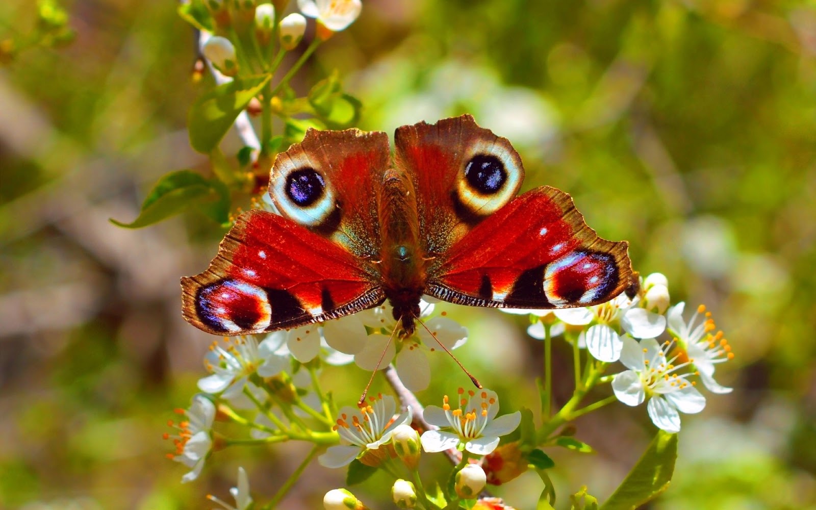 ΠΕΤΑΛΟΥΔΕΣ photos - wallpapers (ανανεωμένο) | the fun bank