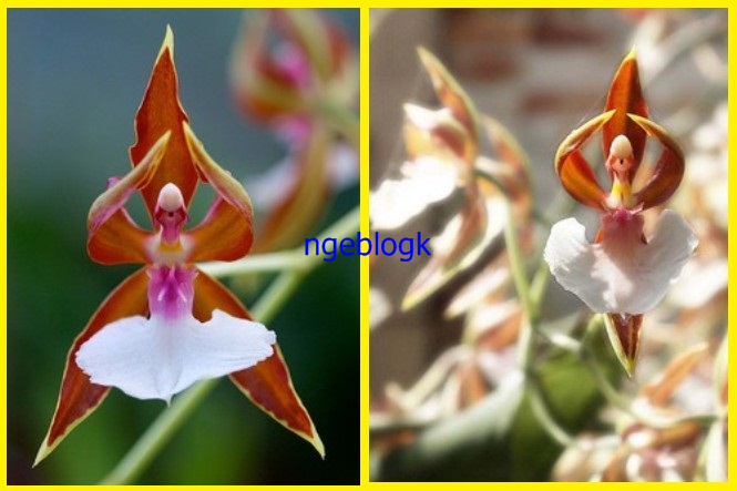 Lima Bunga aneh di dunia