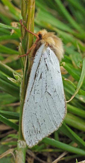 CABINET OF CURIOSITIES: Ghost moth