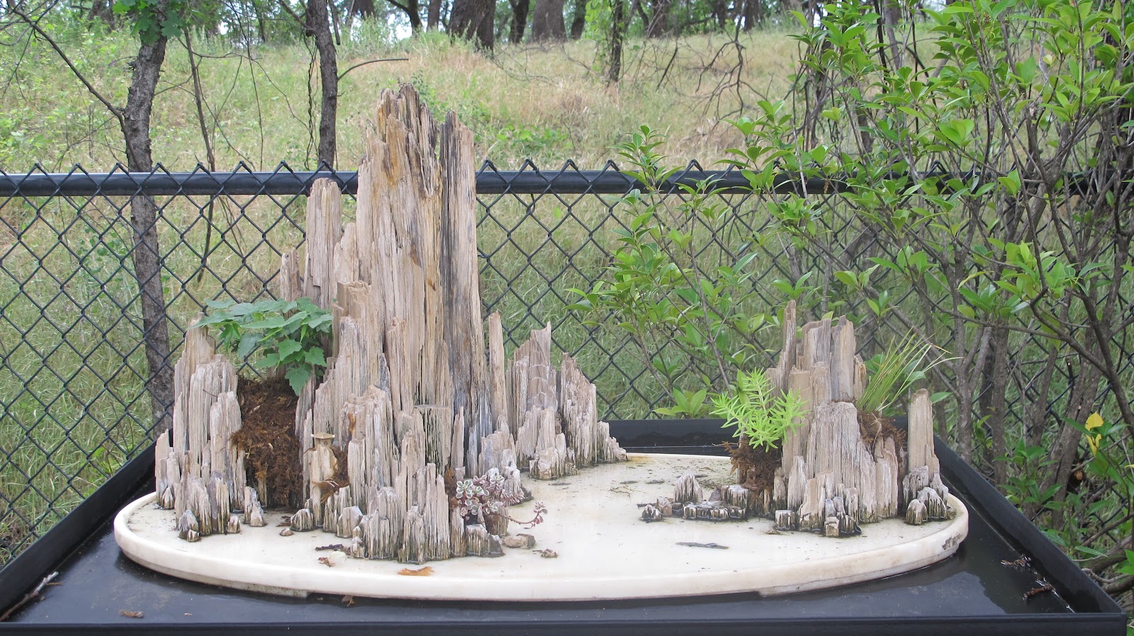 Penjing: Magnificent, Mountainous, Miniature Landscapes 盆景 - Eva Varga