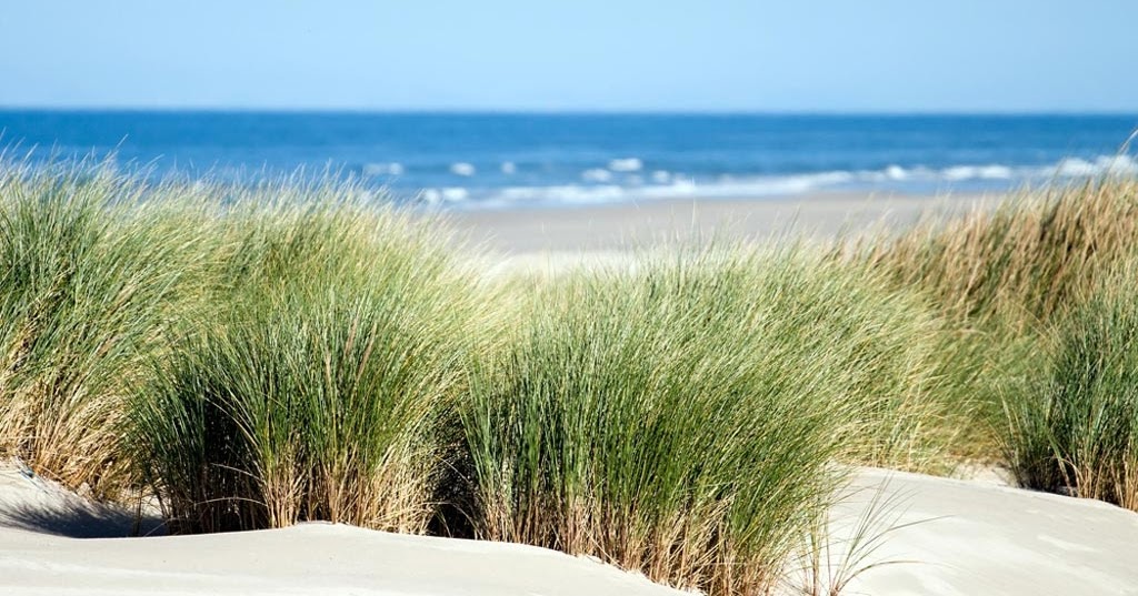 Blog van het zesde leerjaar van vgsk de Boomhut: Duinen