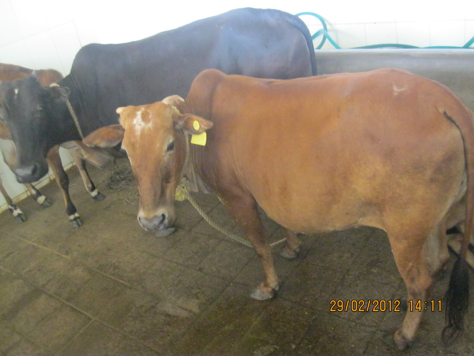 DILROSE BLOG .... visit and subscribe DILROSE VLOG and SHARE YOUR IDEAS ...