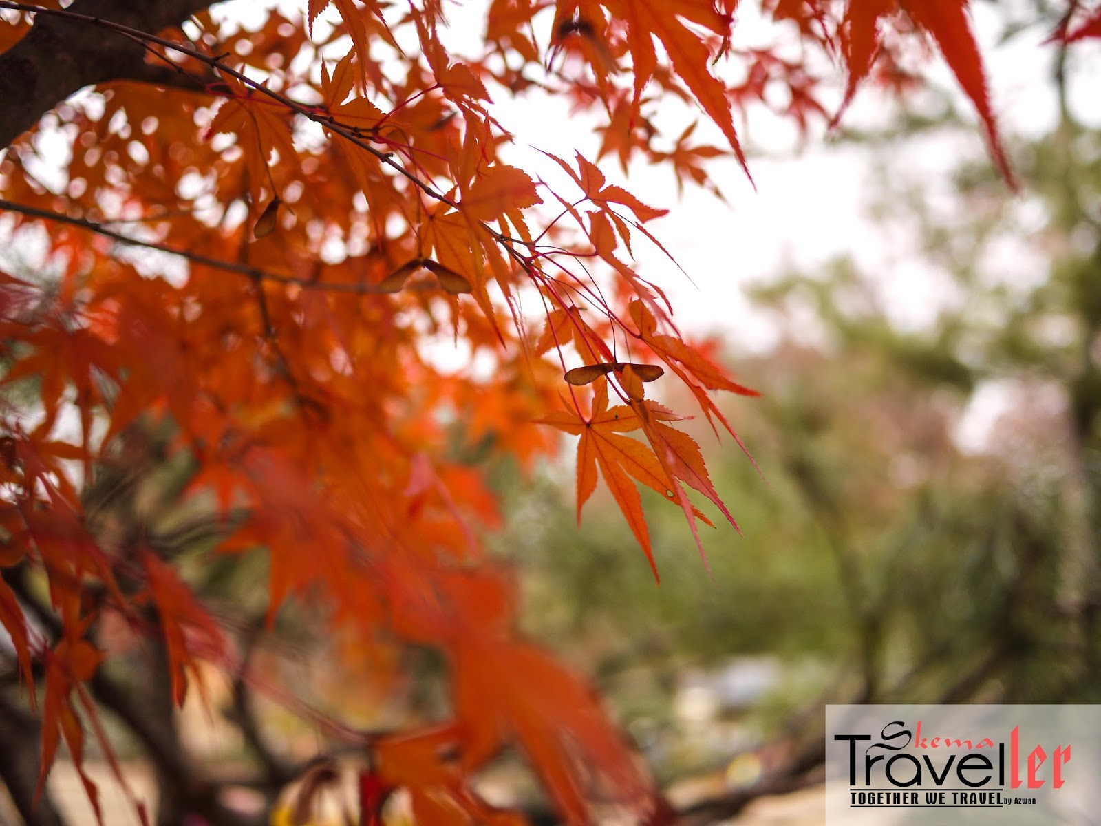 Musim Luruh di Korea - Waktu Yang Sesuai Untuk Melawat Korea