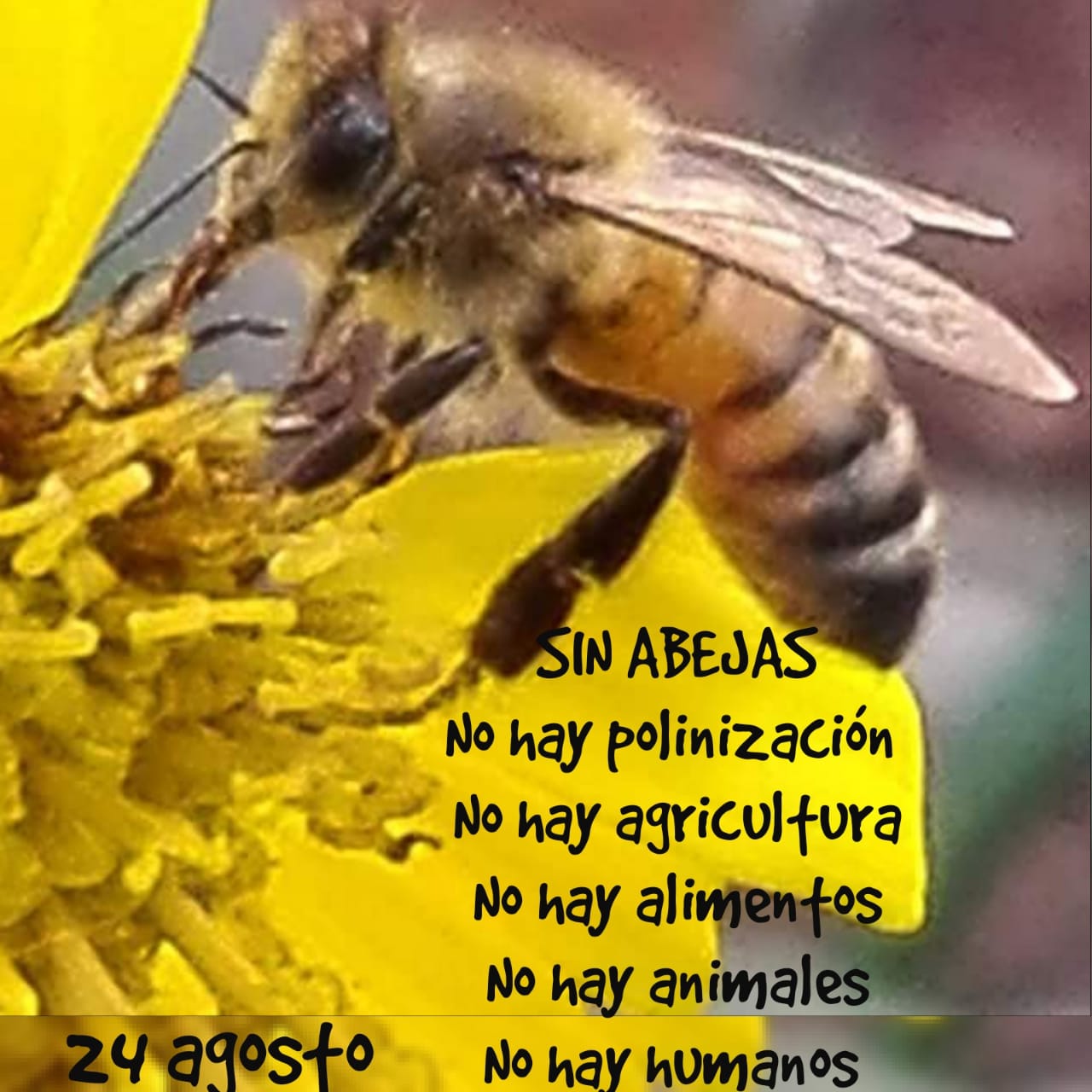 Educación Física En La Red La Importancia De Las Abejas En Nuestro